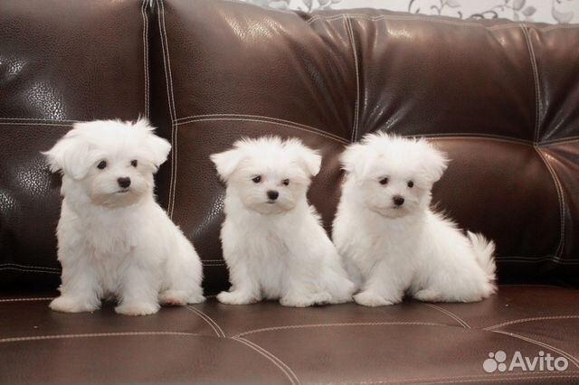 Ласковые малыши с кукольными мордашками