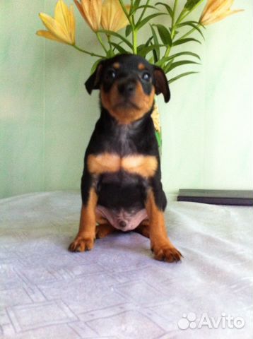Карликовый пинчер черно/подпалый