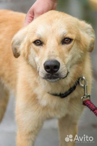 Смышленый пес с хорошим характером Лучик в дар