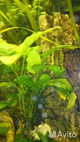 Простая травка для аквы