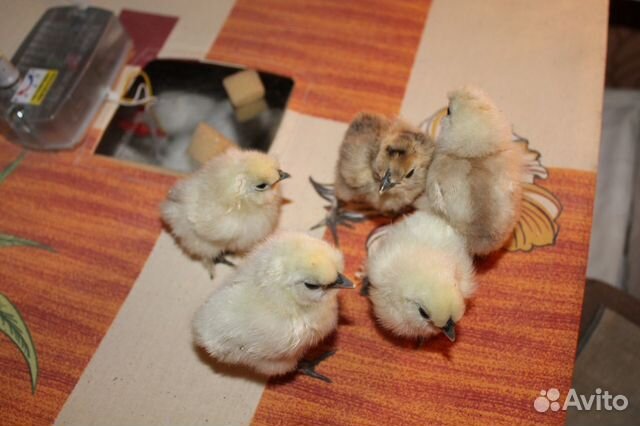 Шелки, фазан