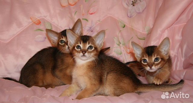 Лейла и котик Марсель дикого окраса