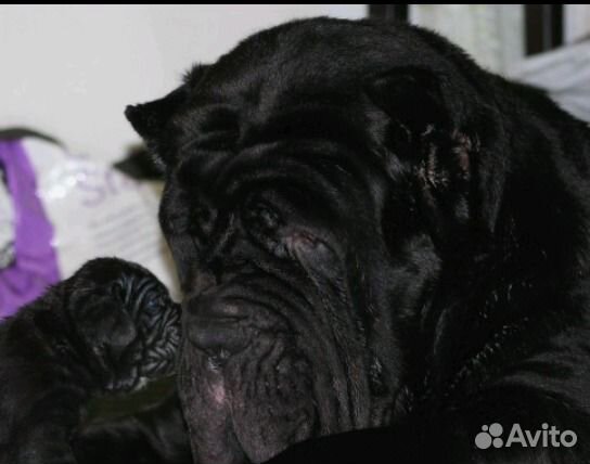 Мастино наполетано