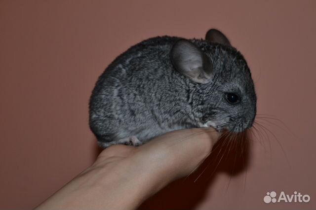 Продаю шиншилёнка