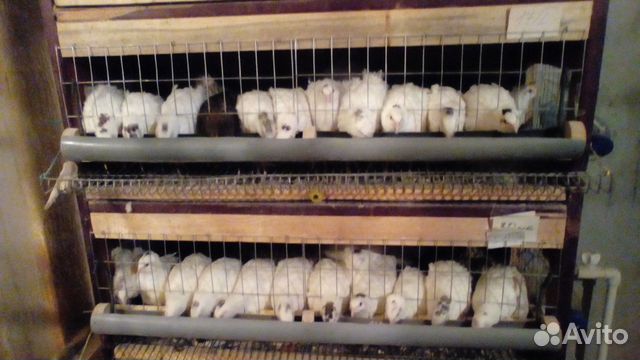 Несушки перепелки