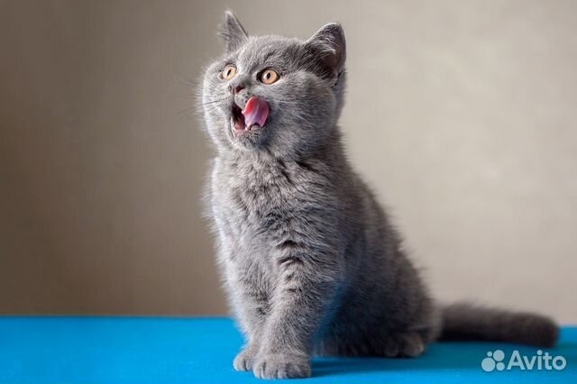 Британский супер кот Филипп