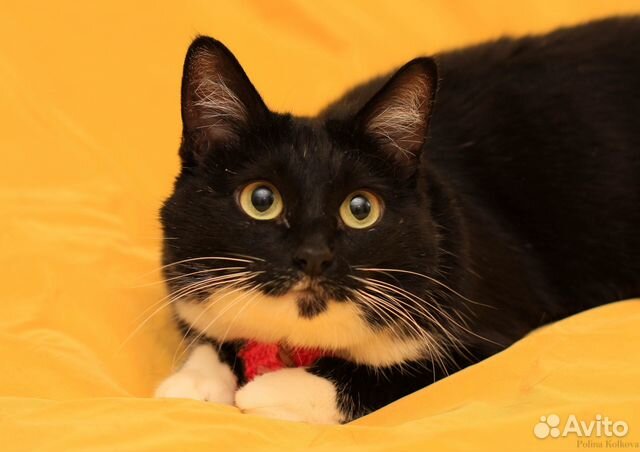 Отдается в добрые руки, в дар кошечка Соня