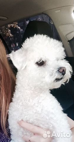 Бишон, болоньезе,Вязка