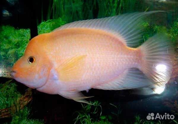 Чернополосая Цихлазома Фламинго