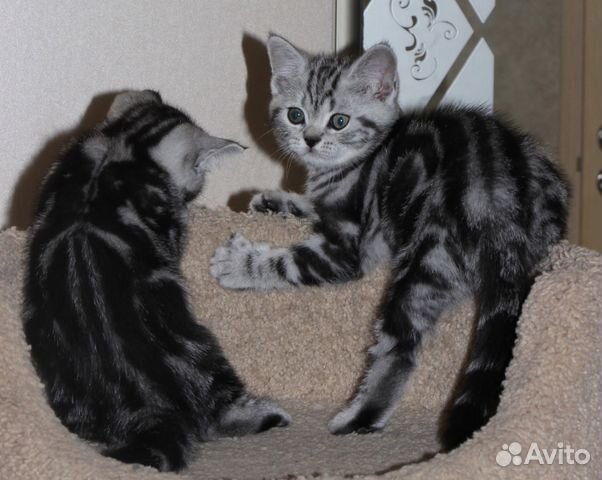 Супер элитные мраморята от кота из Чехии