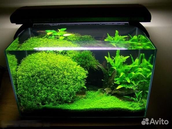 Аквариумное растение хемиантус микрантемоидес