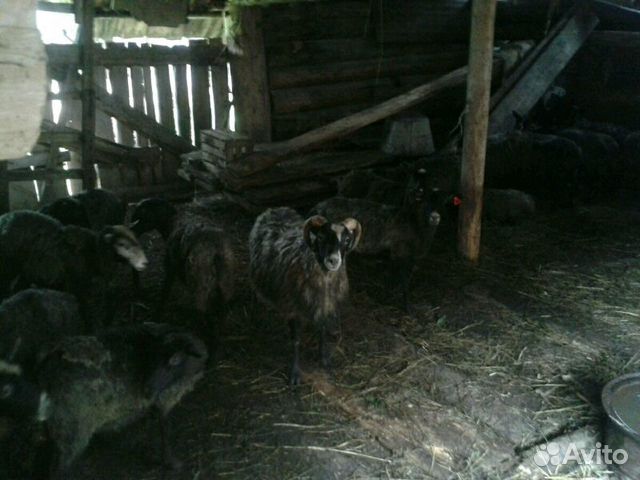 Овцы,бараны