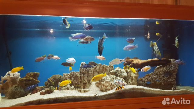 Цихлиды озера Малави