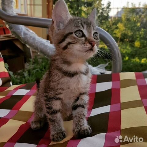 Красивый, умный котенок ищет уютный дом