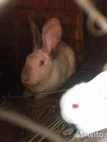 Кролики домашние