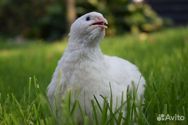 Перепёлки - Техасский бройлер в Домодедово