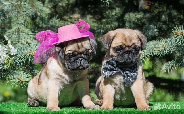 Щенки мопса
