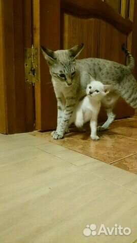 Ориентальные котята