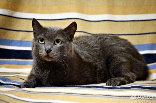 Ищет семью кошечка Даша