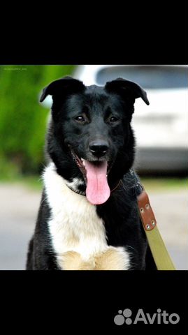 Эльза, местис лайки ищет дом