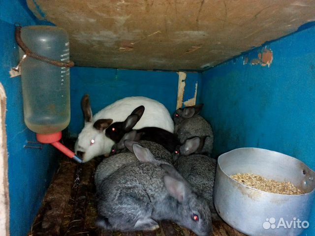 Продам кроликов
