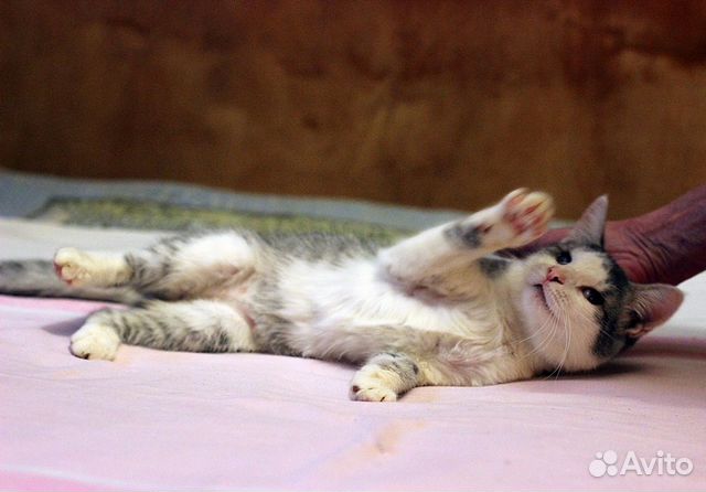 Роскошная, "сладкая" девочка Мурка в добрые руки