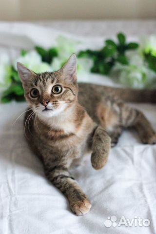 Котенок Настя в добрые руки