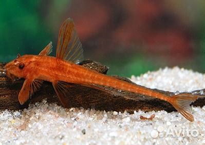 Рыбки лорикария красная