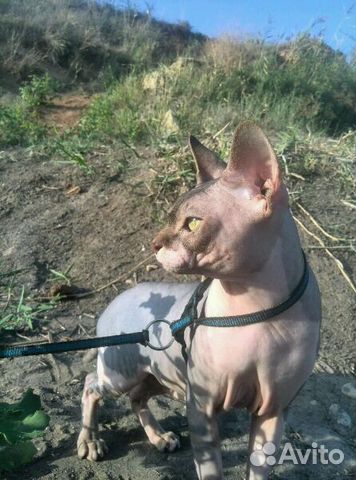 Вязка канадский сфинкс