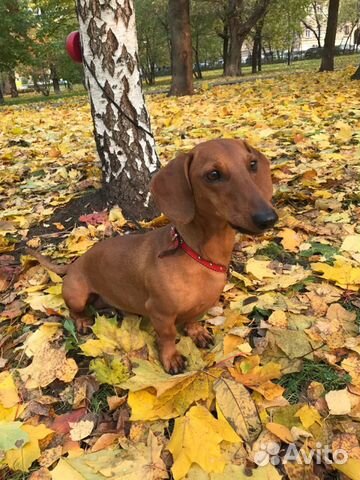 Ищем девочку для вязки