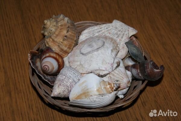 Ракушки в ассортименте