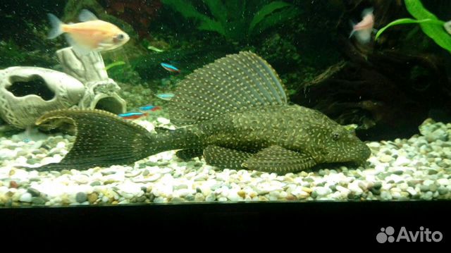 Сом птеригоплихт