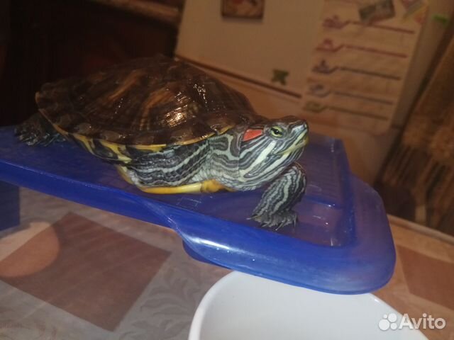 Черепаха с домиком в хорошие руки