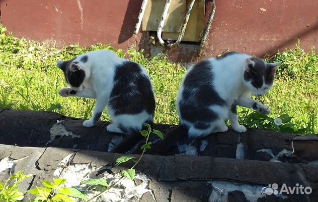 Лолита Стеша