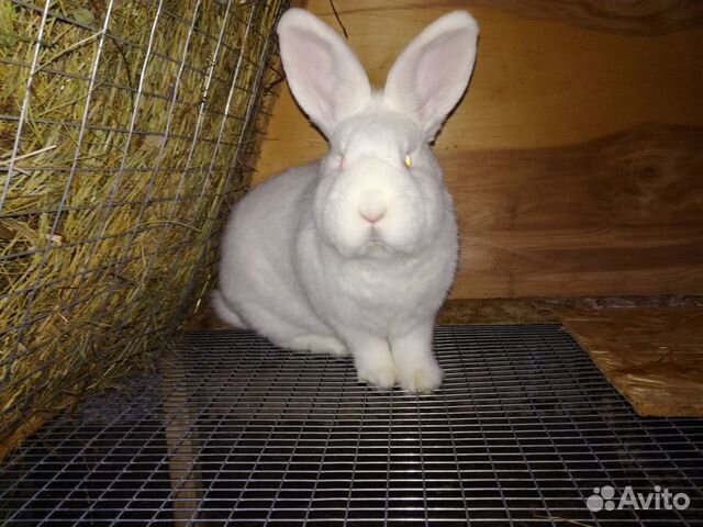 Самка нзб на племя