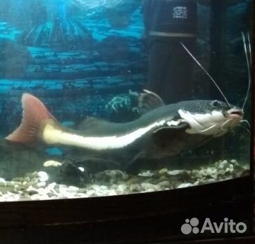 Сом краснохвостый