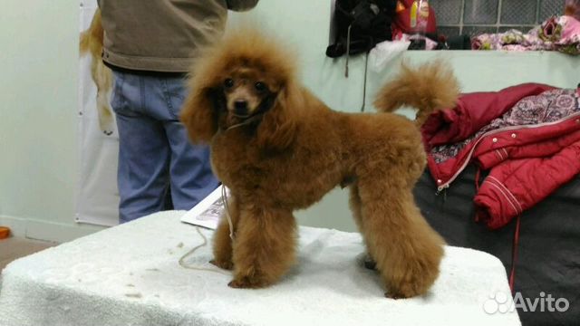 Приглашаем для вязки с красным той-пуделем