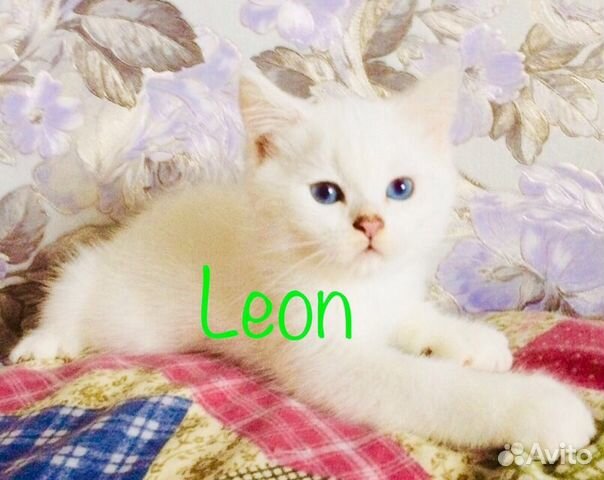 Котенок Leon