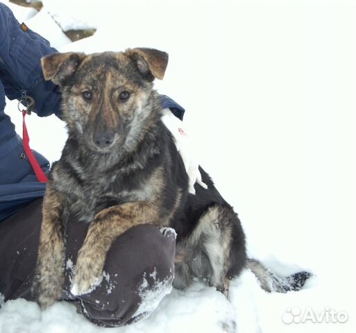 Маркиза в тигровом ждет своего хозяина