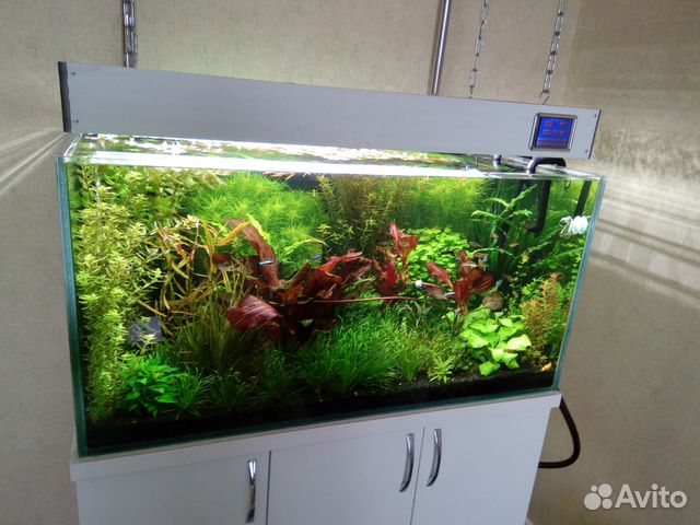 Эхинодорус Дарк Бьюти