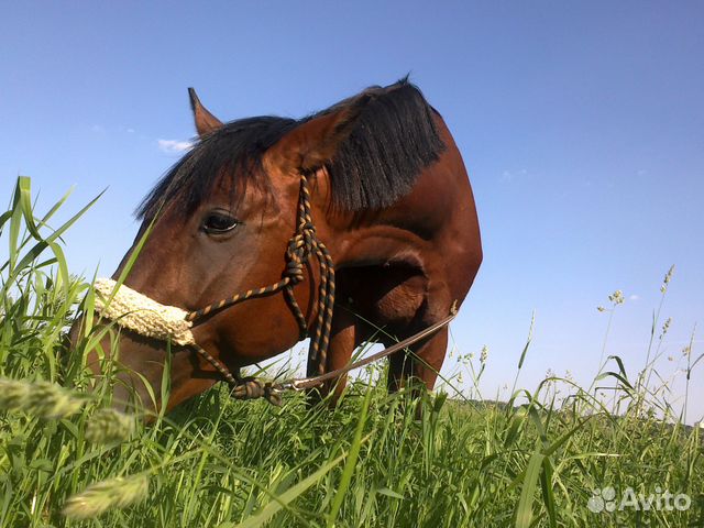 Аренда коня на цми