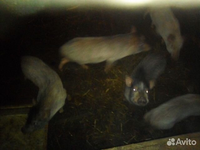 Продам поросят