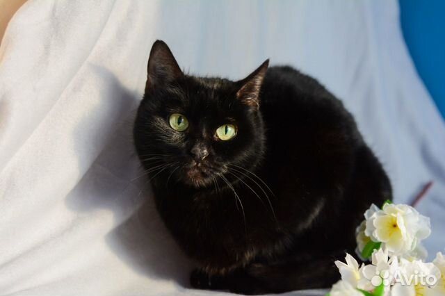 8 черных кошек и котов на выбор