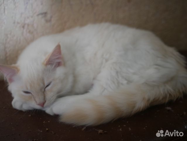 Продам котенка рэгдолл