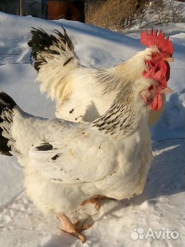 Инкубационное яйцо Адлерской, Кучинской юбилейной