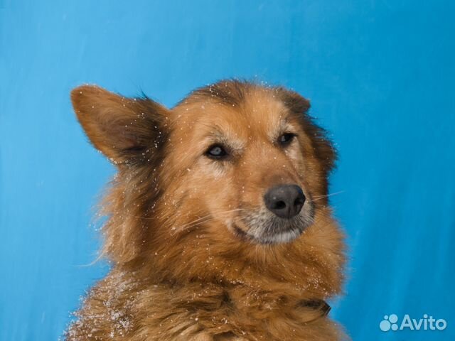 Рыжик ищет свою семью