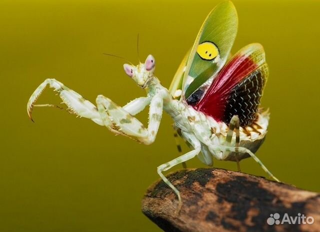 Богомол Creobroter gemmatus, оотеки