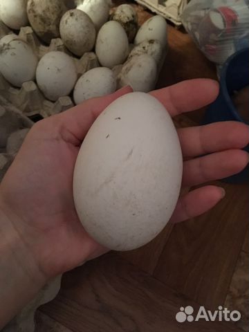 Гусиные яйца