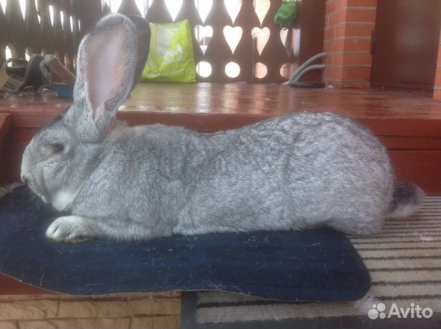 Кролик мясной породы Немецкий ризен