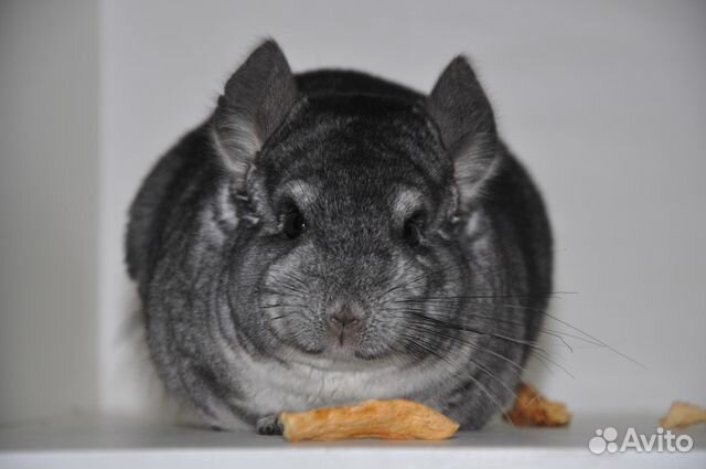 Шиншиллы - две самочки - чистый меховой стандарт